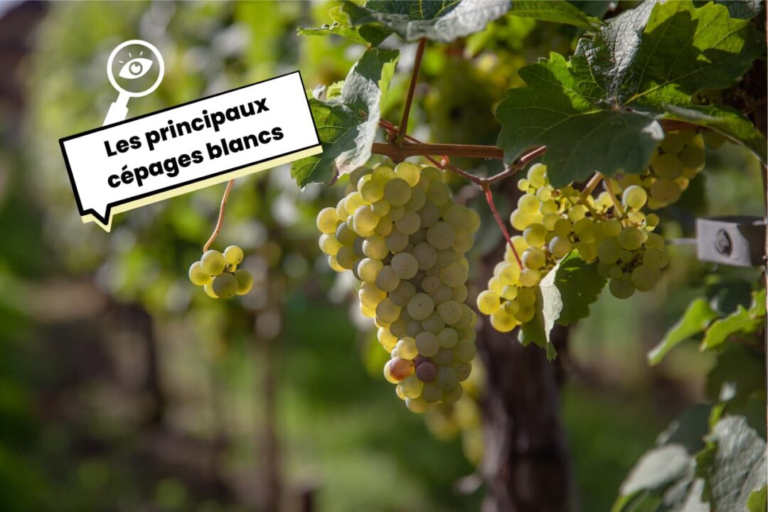 Les Principaux Cépages Blancs | BurdiVino